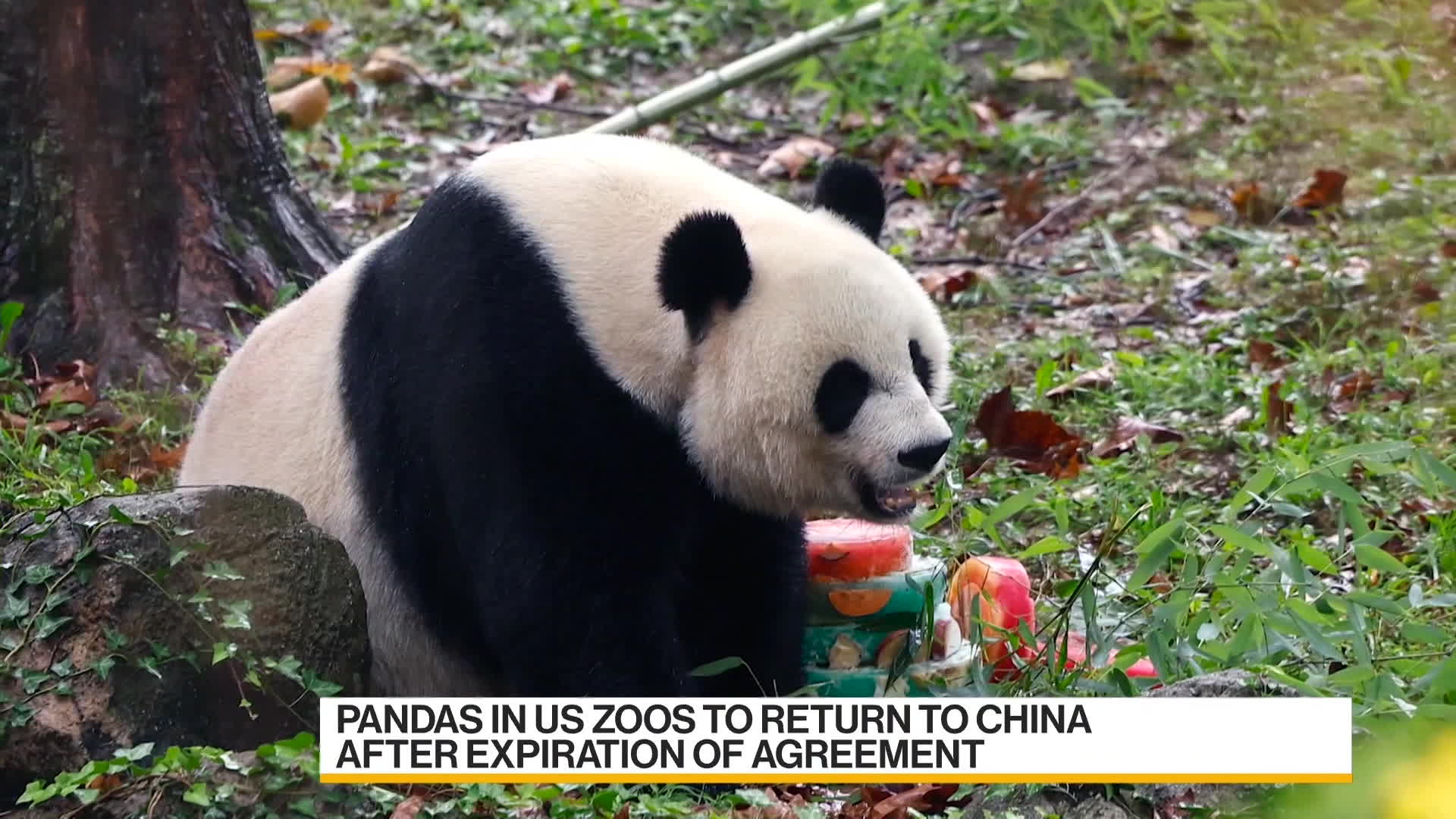 XI JINPING DICE CHINA ENVIARA PANDAS A ESTADOS UNIDOS - TeclaLibre ...